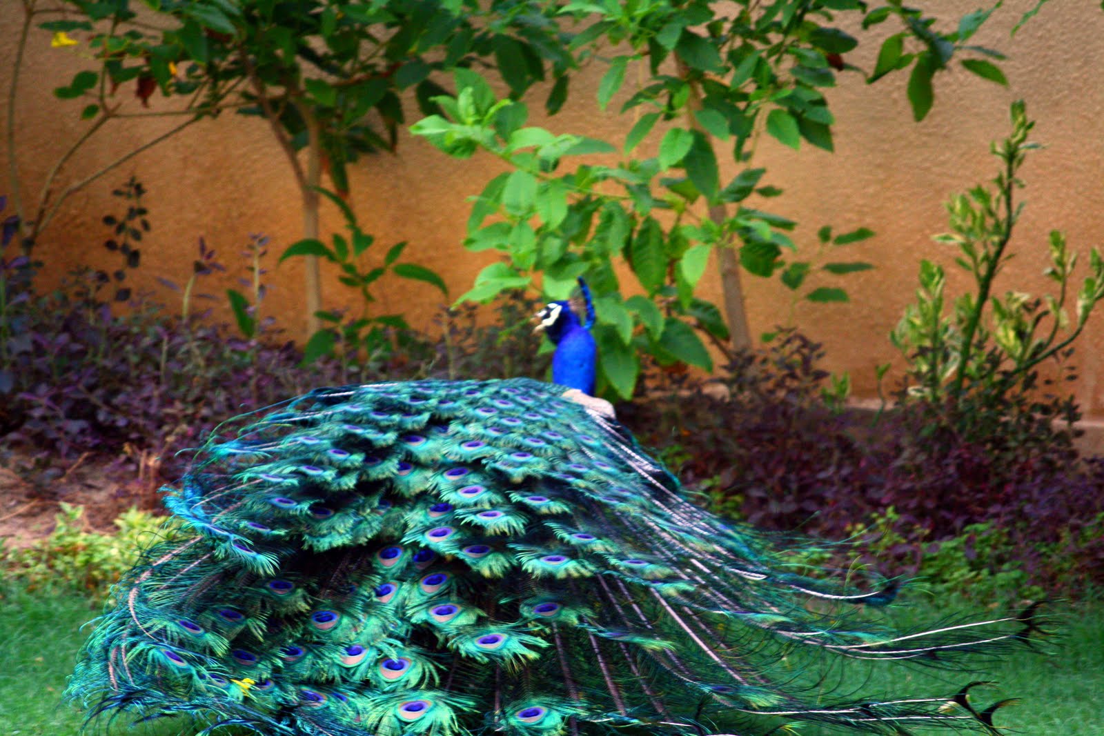Peacock-National bird of India ~ Life Amazing